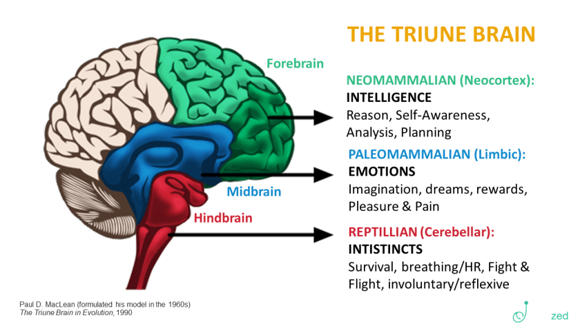 Triune Brain | Dr. Scott Zarcinas